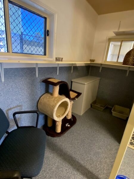 Tail-Wagging Comfort with Premium Cat Boarding Services